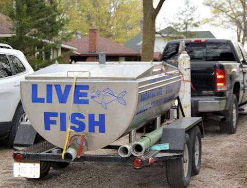 LHFC volunteers raise and provide fish for stocking Lake Huron ...