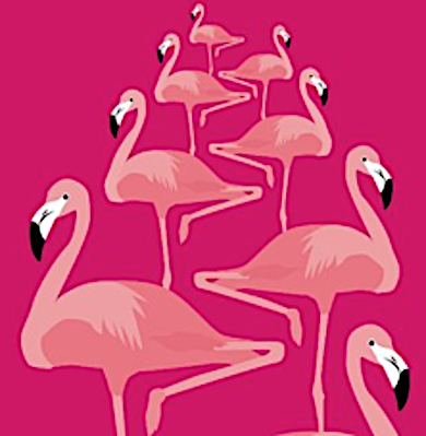 Flamingo flocks continue to turn up around Saugeen Shores | Saugeen Times