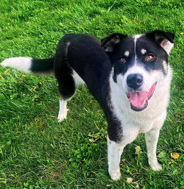 Pet of the Week: A fun girl full of smiles and ready to play | Saugeen ...